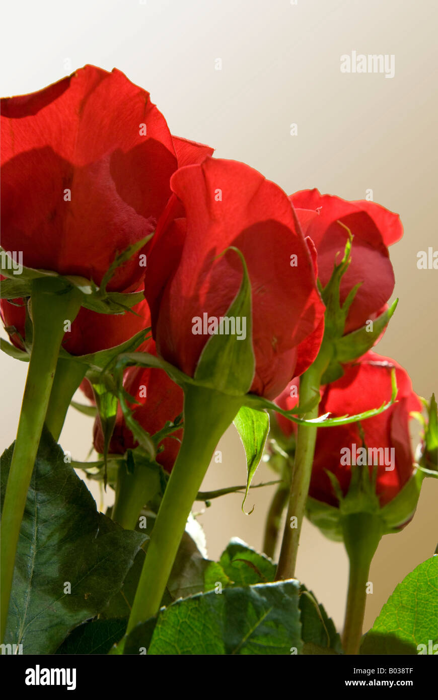 bunch of red roses Stock Photo - Alamy