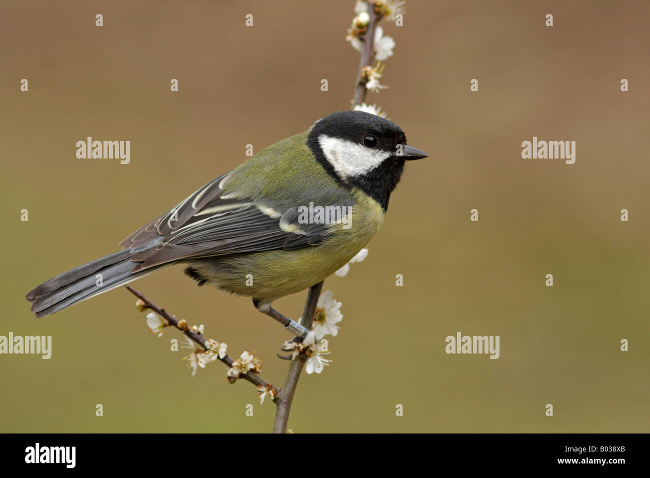 Great Tit parus major Bird Passerine Stock Photo - Alamy