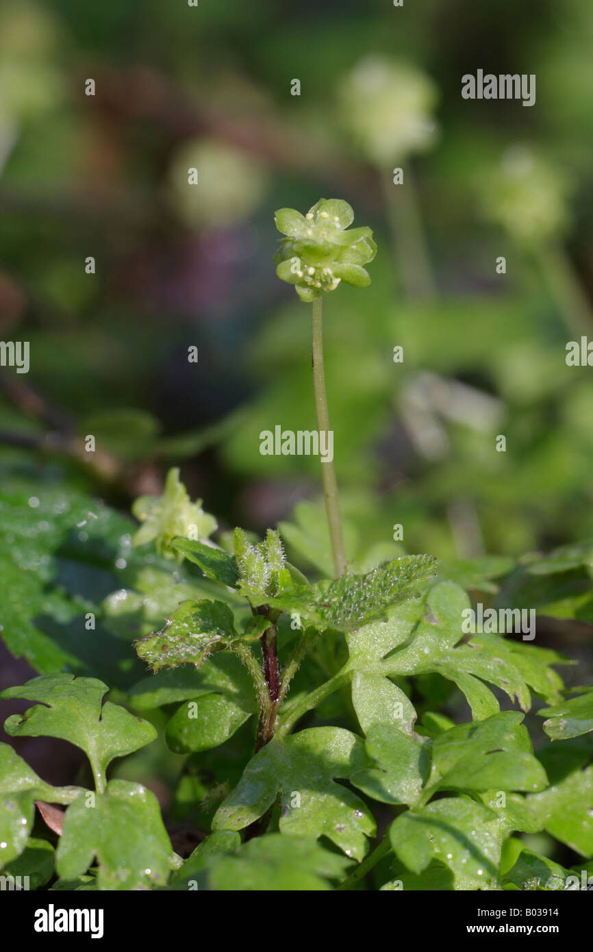 Moschatel adoxa moschatellina Flower Stock Photo - Alamy
