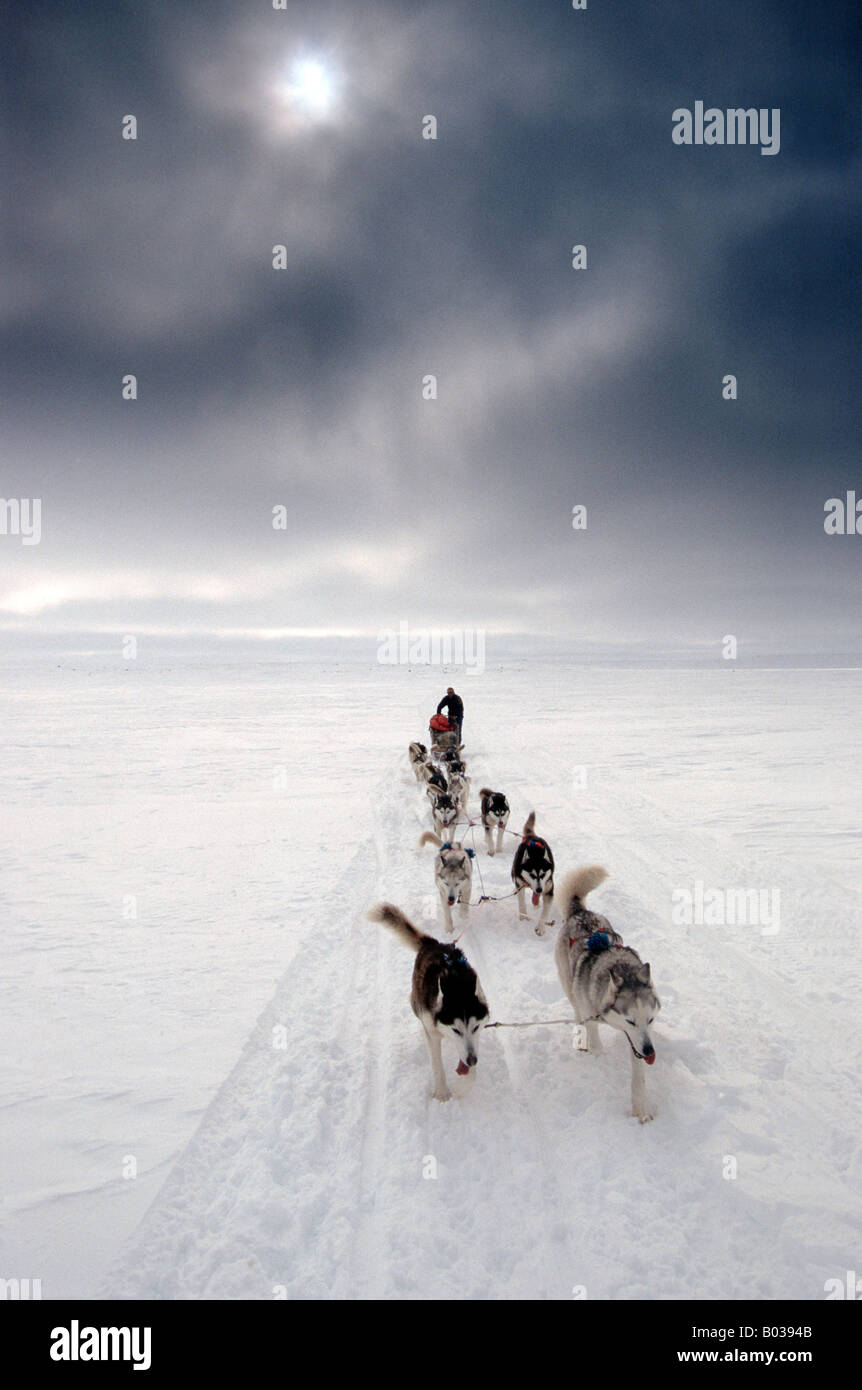Canada inuit dog hi-res stock photography and images - Alamy