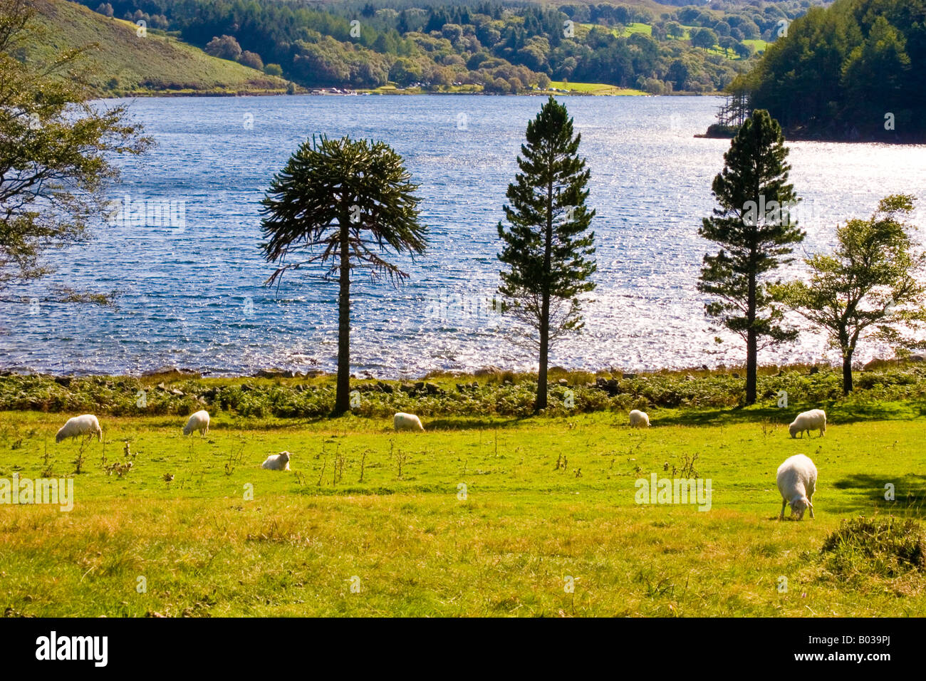 Lynn Geirionydd Gwynedd Wales with sheep green grass and forestry ...