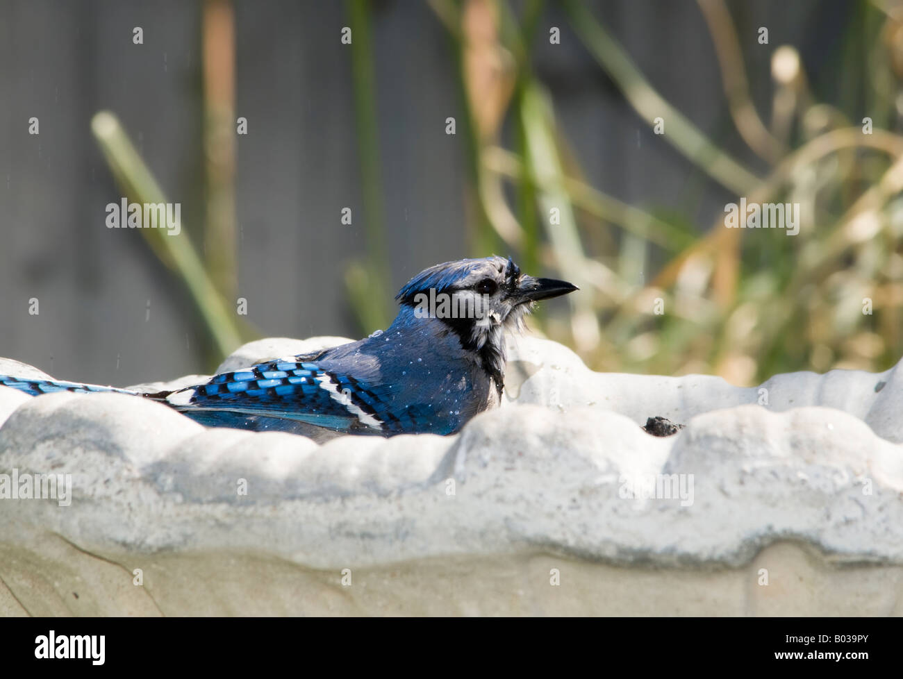 Bluejay bathing hi-res stock photography and images - Alamy