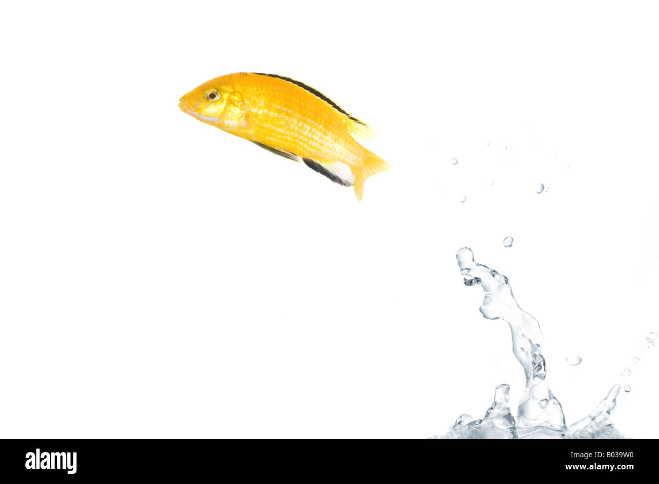 Flying yellow fish Stock Photo - Alamy