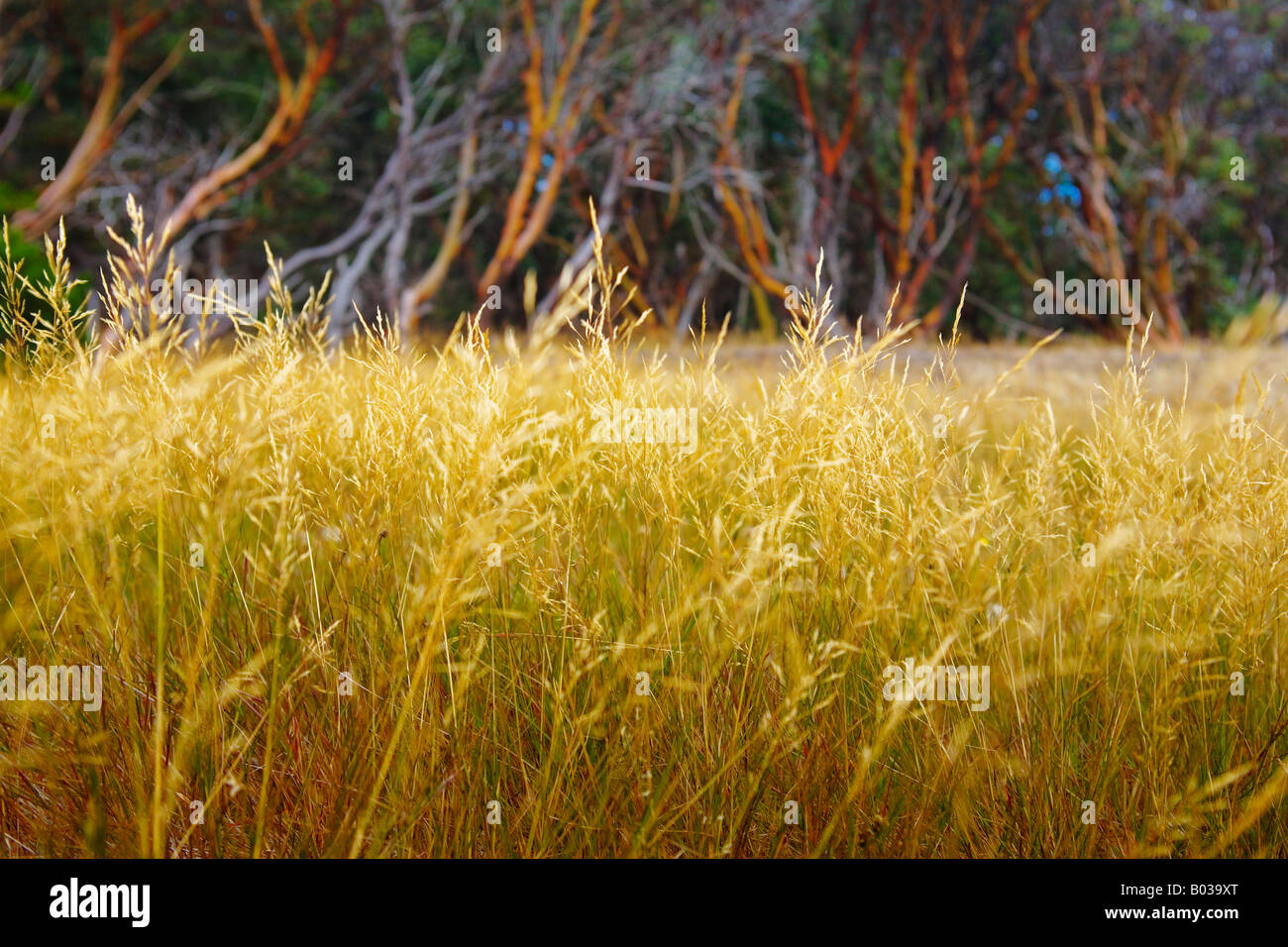 Tall grasses hi-res stock photography and images - Alamy