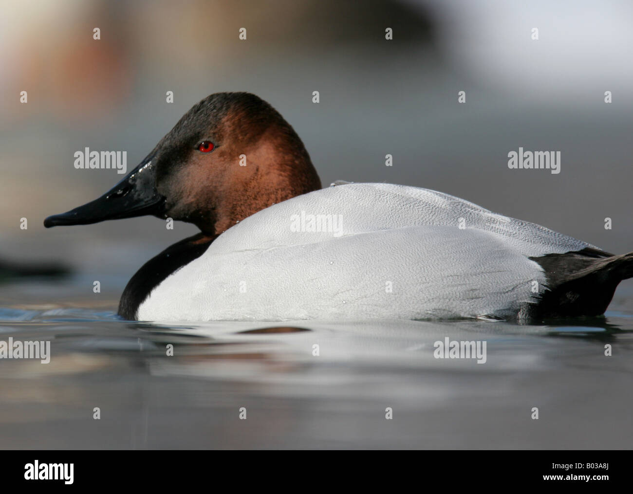 Frozen bird hi-res stock photography and images - Alamy