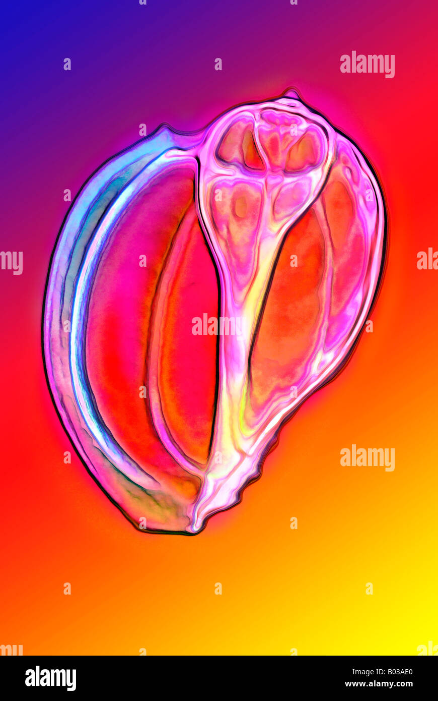 colorized x-ray of a sea shell Stock Photo - Alamy