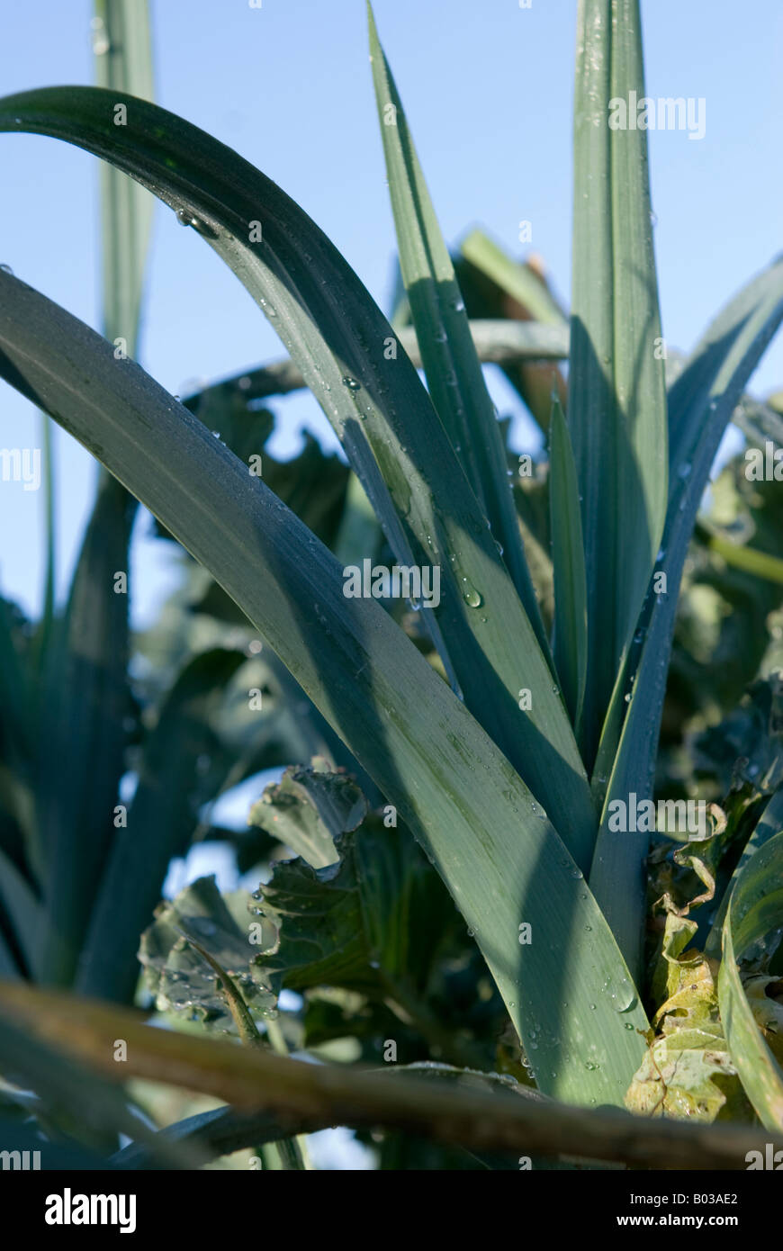 Leek ground hi-res stock photography and images - Alamy