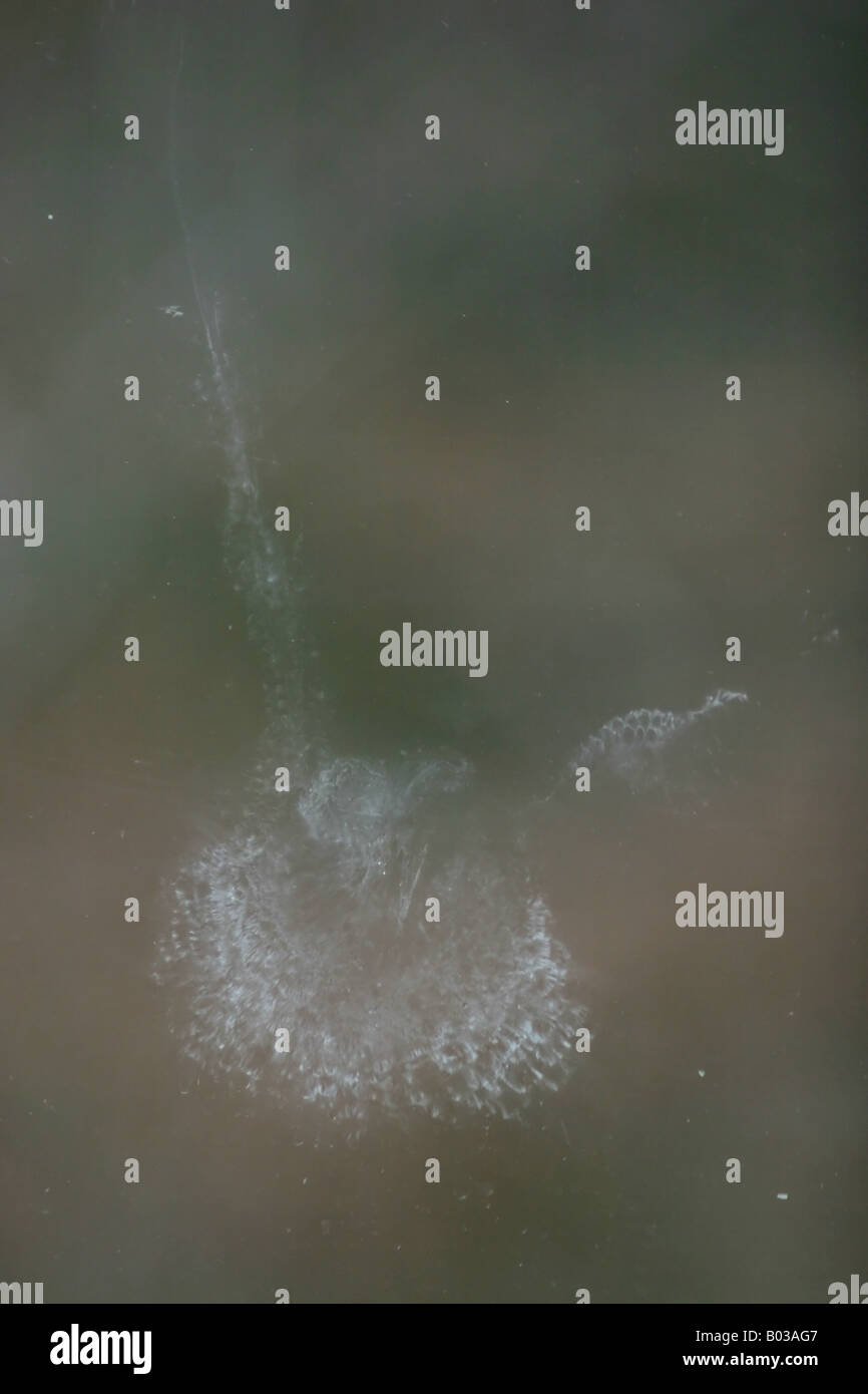 bird strike on window feather dust Stock Photo - Alamy