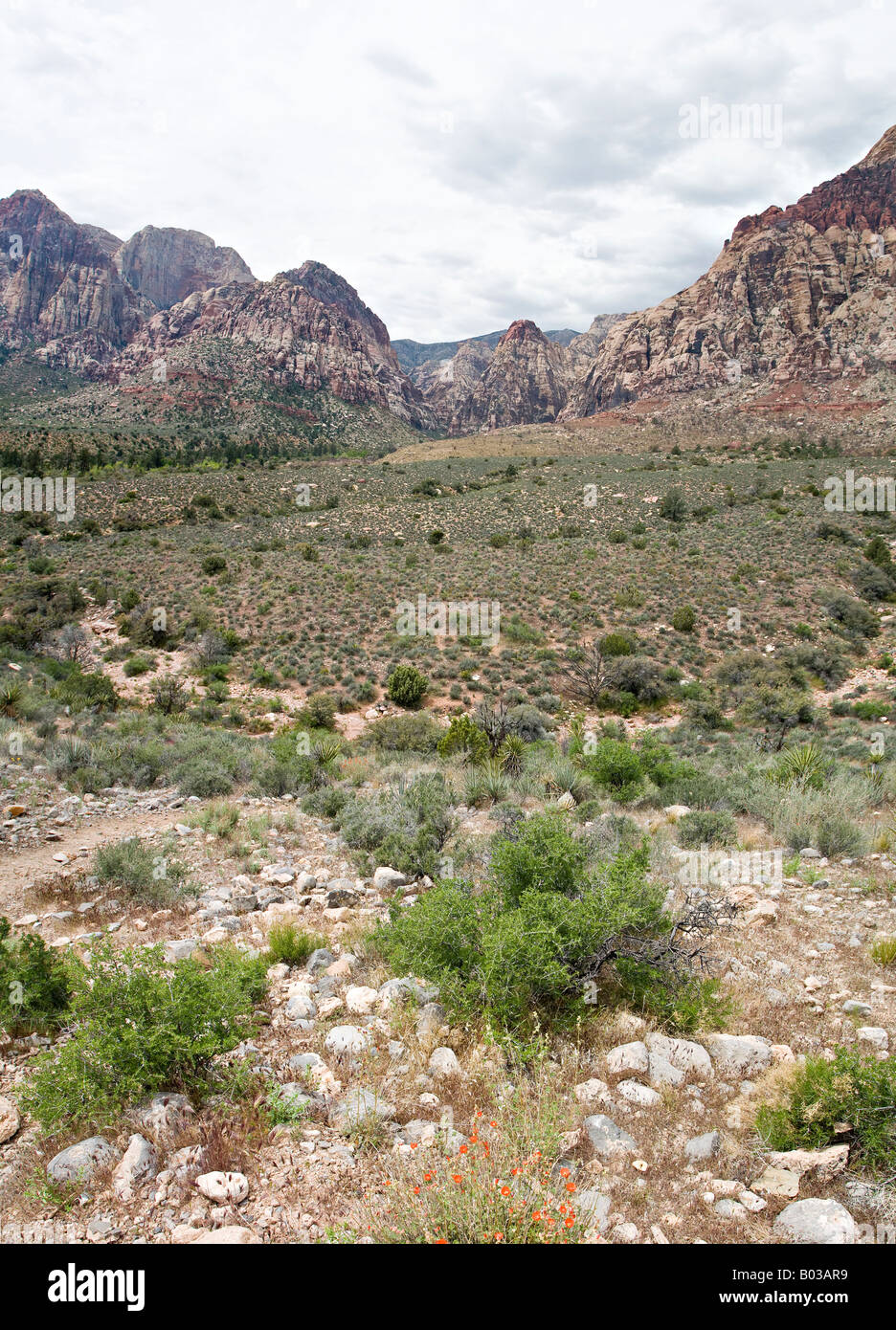 Mojave Desert Floor The shrubby flora of the Mojave desert floor from ...