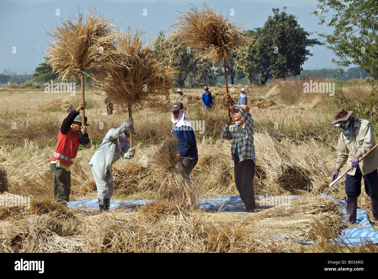 Traditional method of threshing hi-res stock photography and images - Alamy