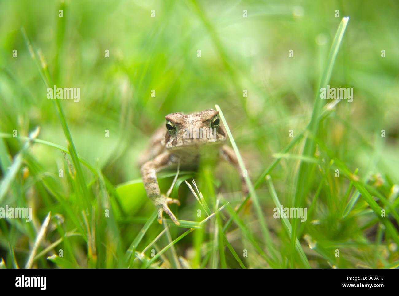 Hopping toad hi-res stock photography and images - Alamy