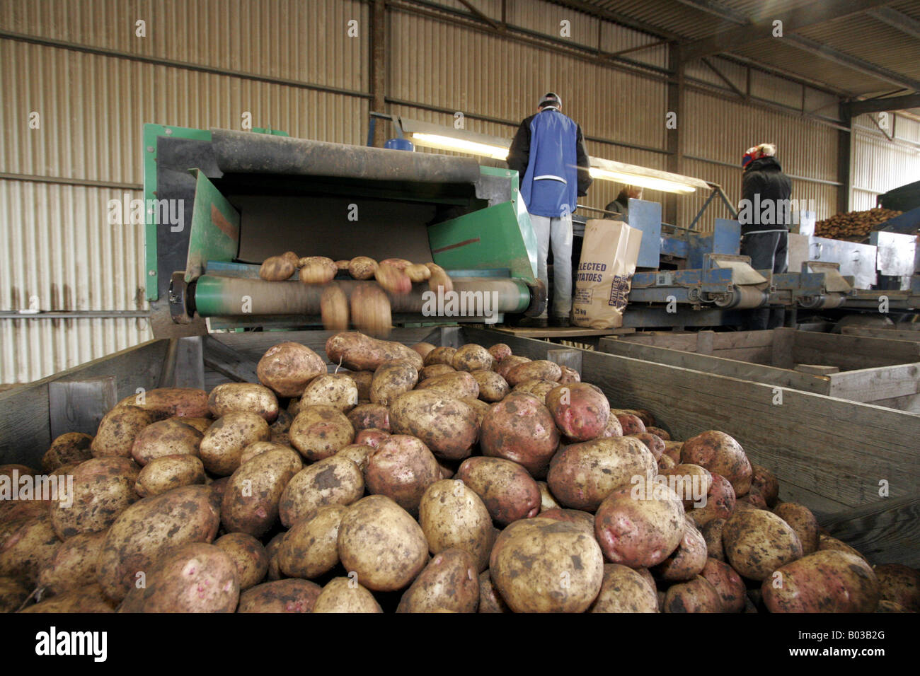Potato grading hi-res stock photography and images - Alamy