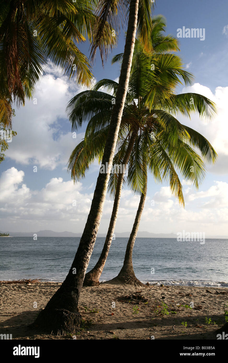 Palm Trees on the beach on the Samana Peninsula, Dominican Republic ...