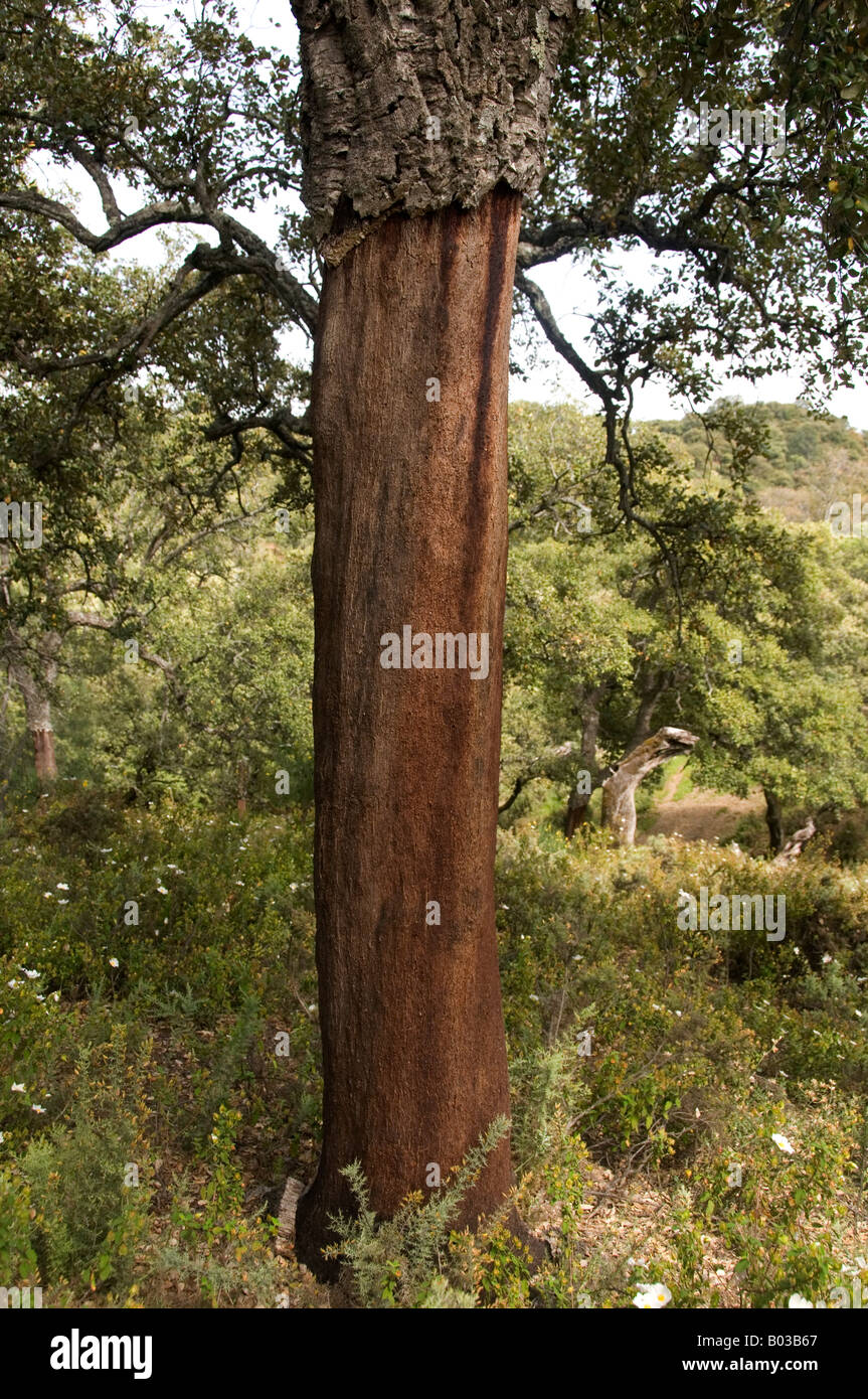Spain Andalucia April 2008 Cork trees with cork removed Stock Photo - Alamy