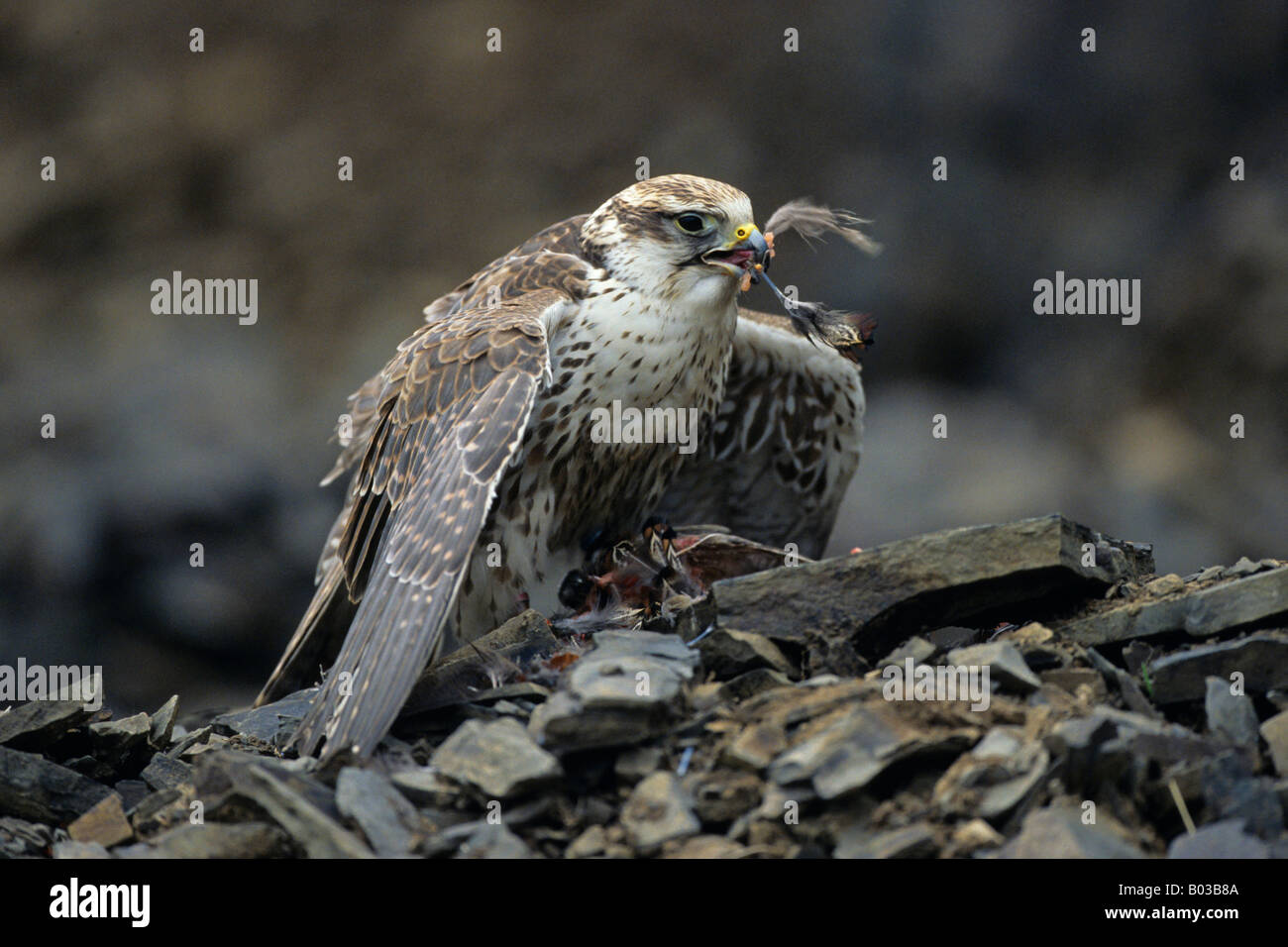 Saker Falcon Falco cherrug mantling a pheasant kill on a ledge in a ...