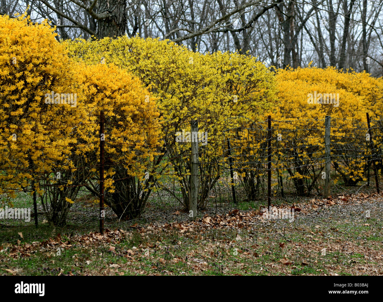 Spring forsythias hi-res stock photography and images - Alamy
