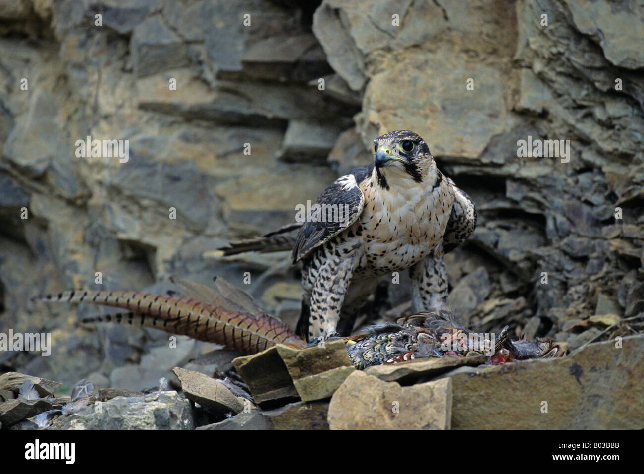 Saker Peregrine Falcon standing over a pheasant kill on a ledge in a ...