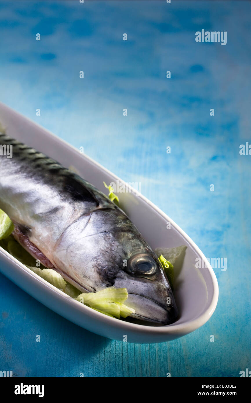 Fresh mackerel fish on blue background Stock Photo - Alamy