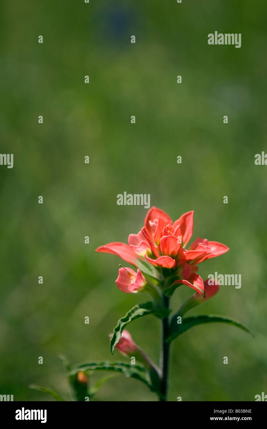 Closeup of native wildflower, Indian Paintbrush Stock Photo - Alamy