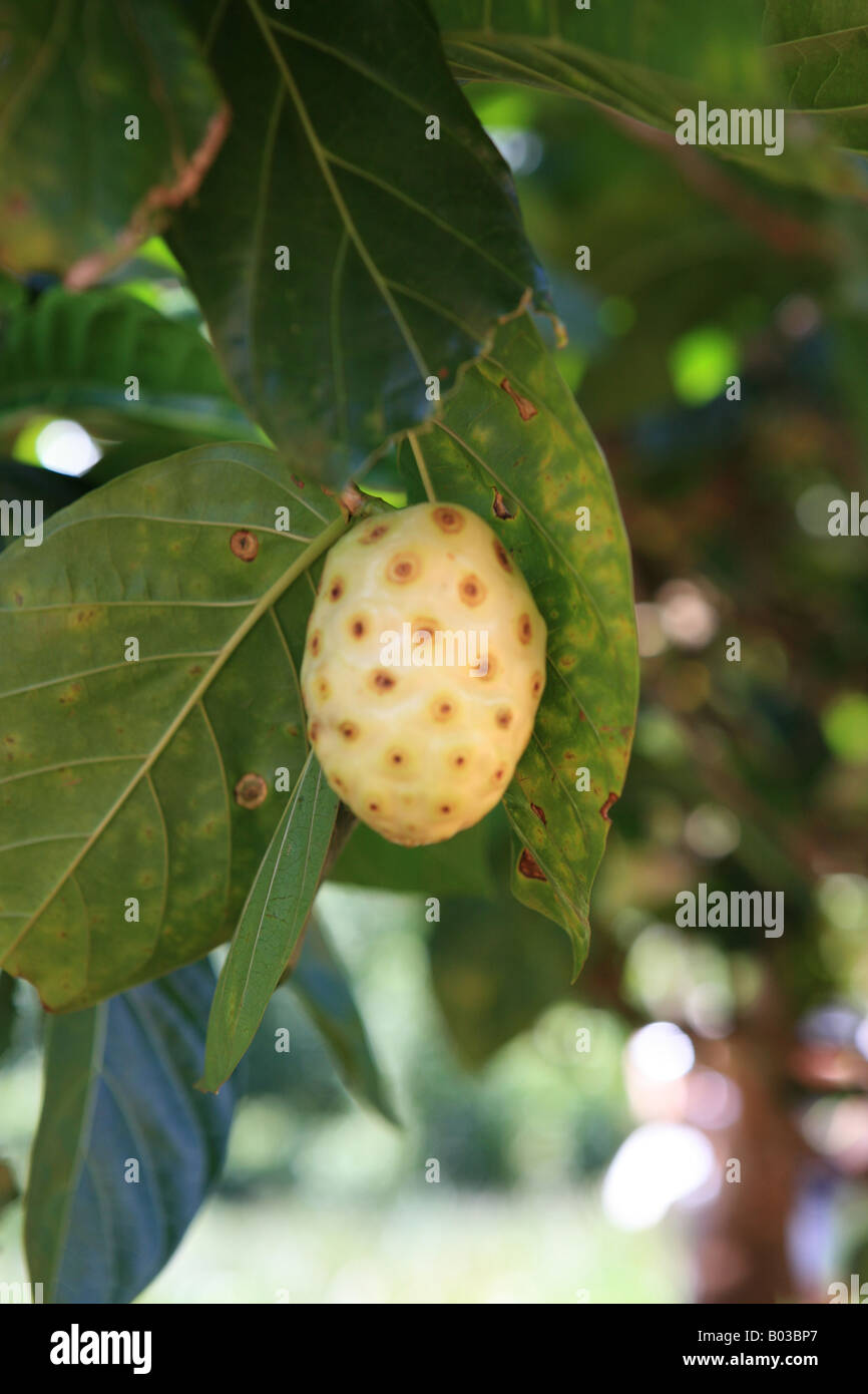 Tahitian Noni tree Nono fruit Stock Photo - Alamy
