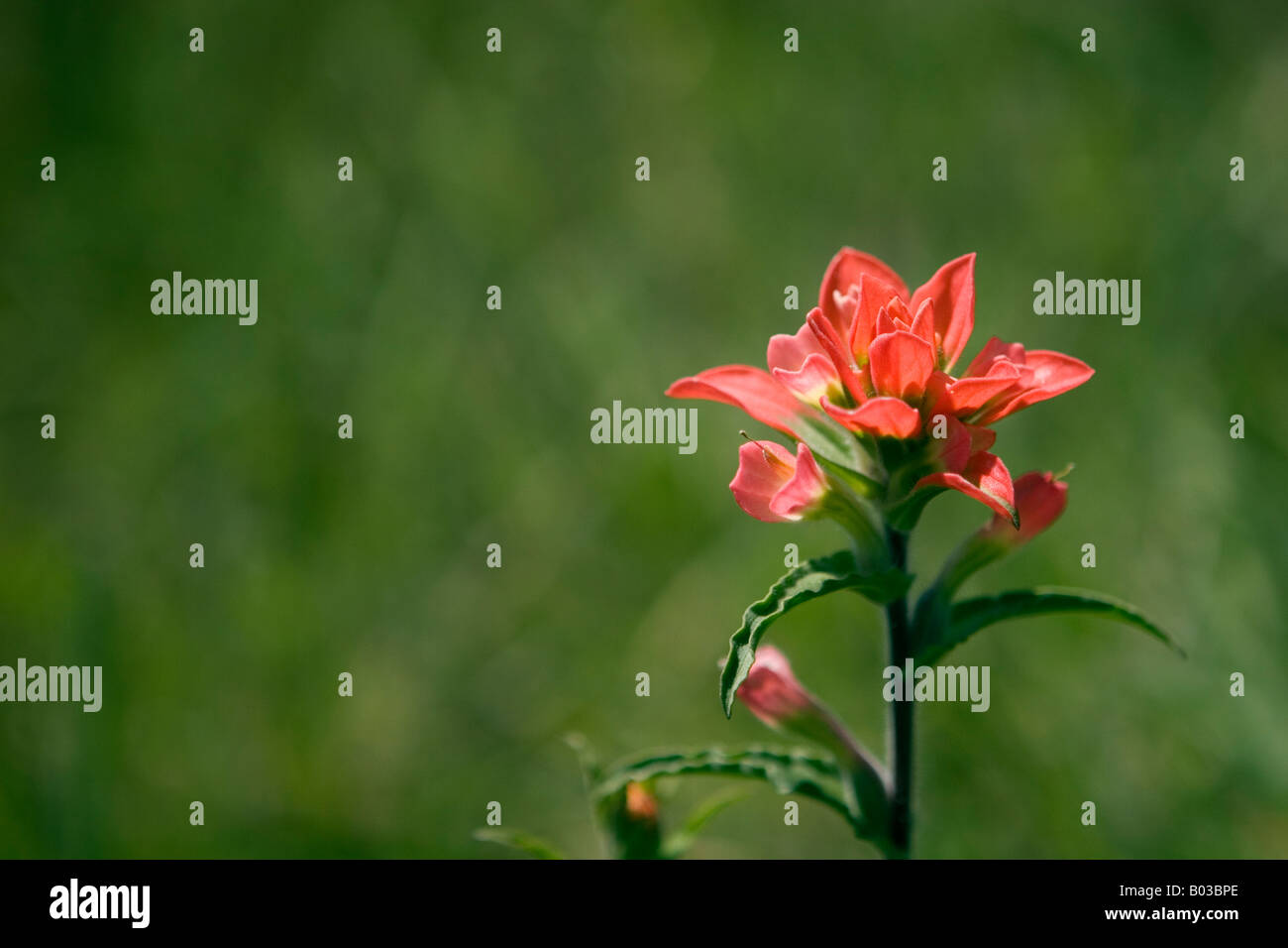 Indian flora hi-res stock photography and images - Alamy