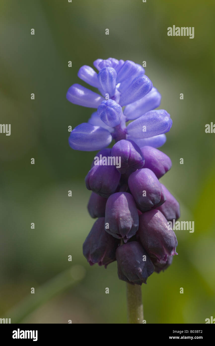 Closeup of the flower of a bi-colored grape hyacinth, Muscari ...