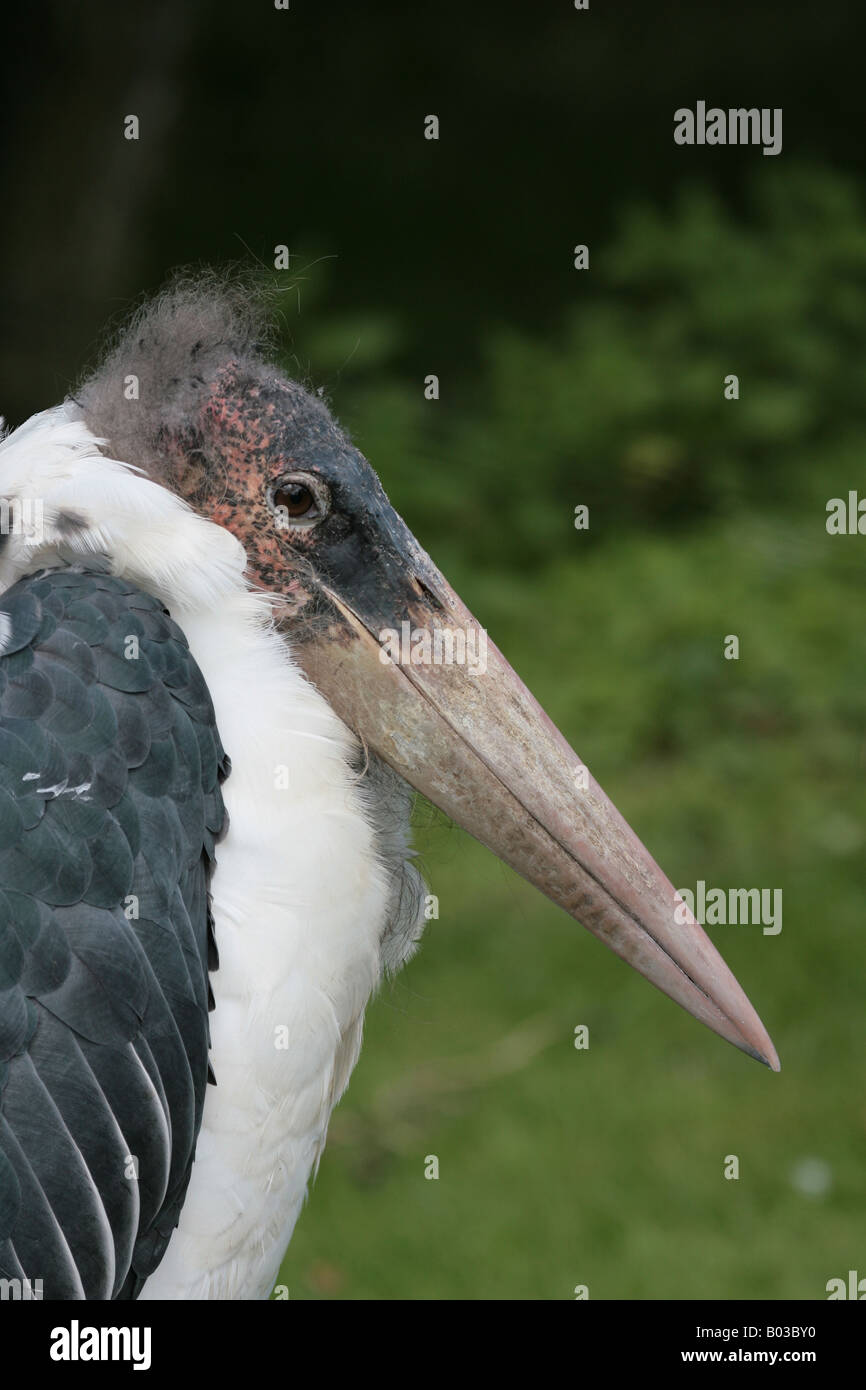 Marabou Stork Leptoptilos crumeniferus Stock Photo - Alamy