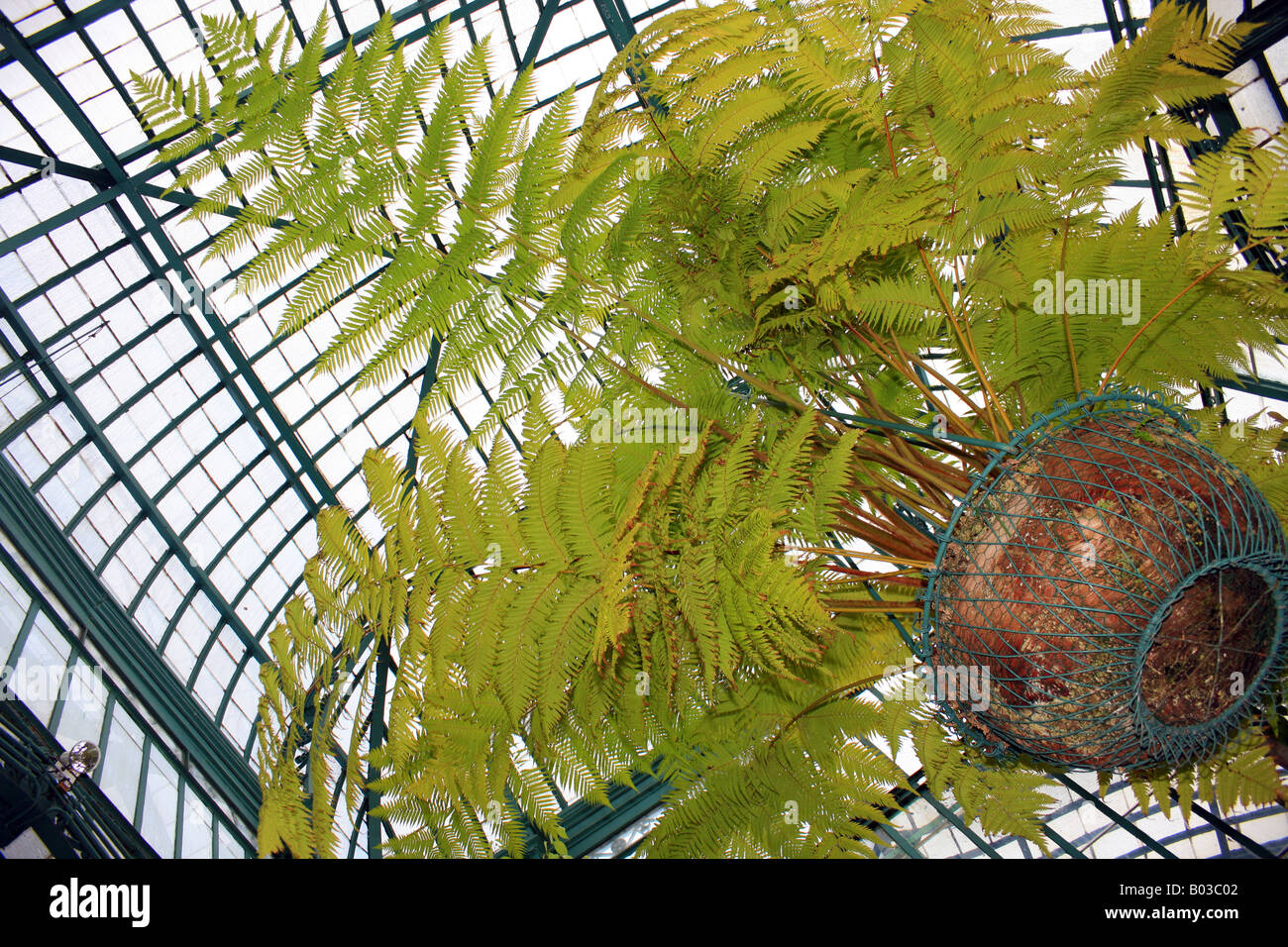 Hanging fern in Congo House, Royal Glasshouses (Les Serres Royales de ...