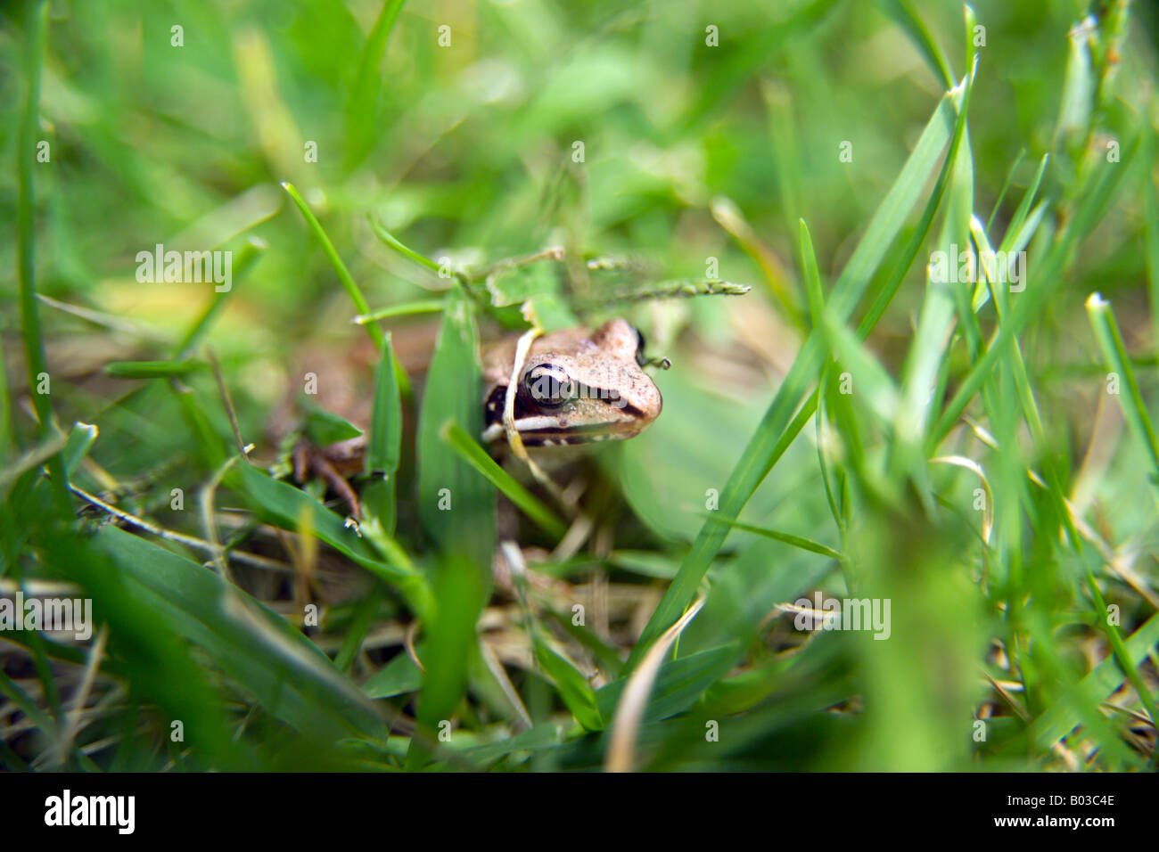 Hopping toad hi-res stock photography and images - Alamy