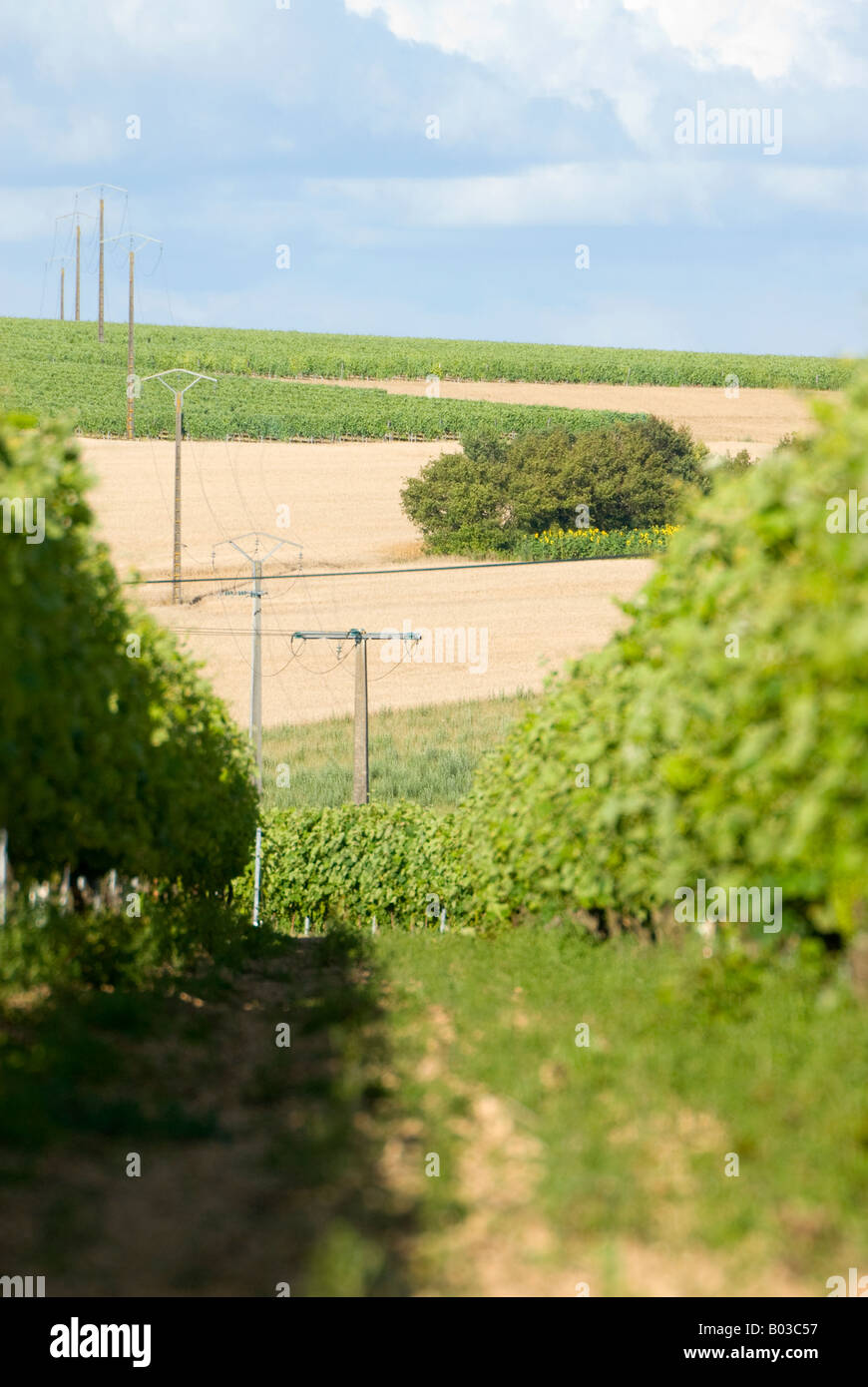 French Vineyard & Countryside Scene Stock Photo - Alamy