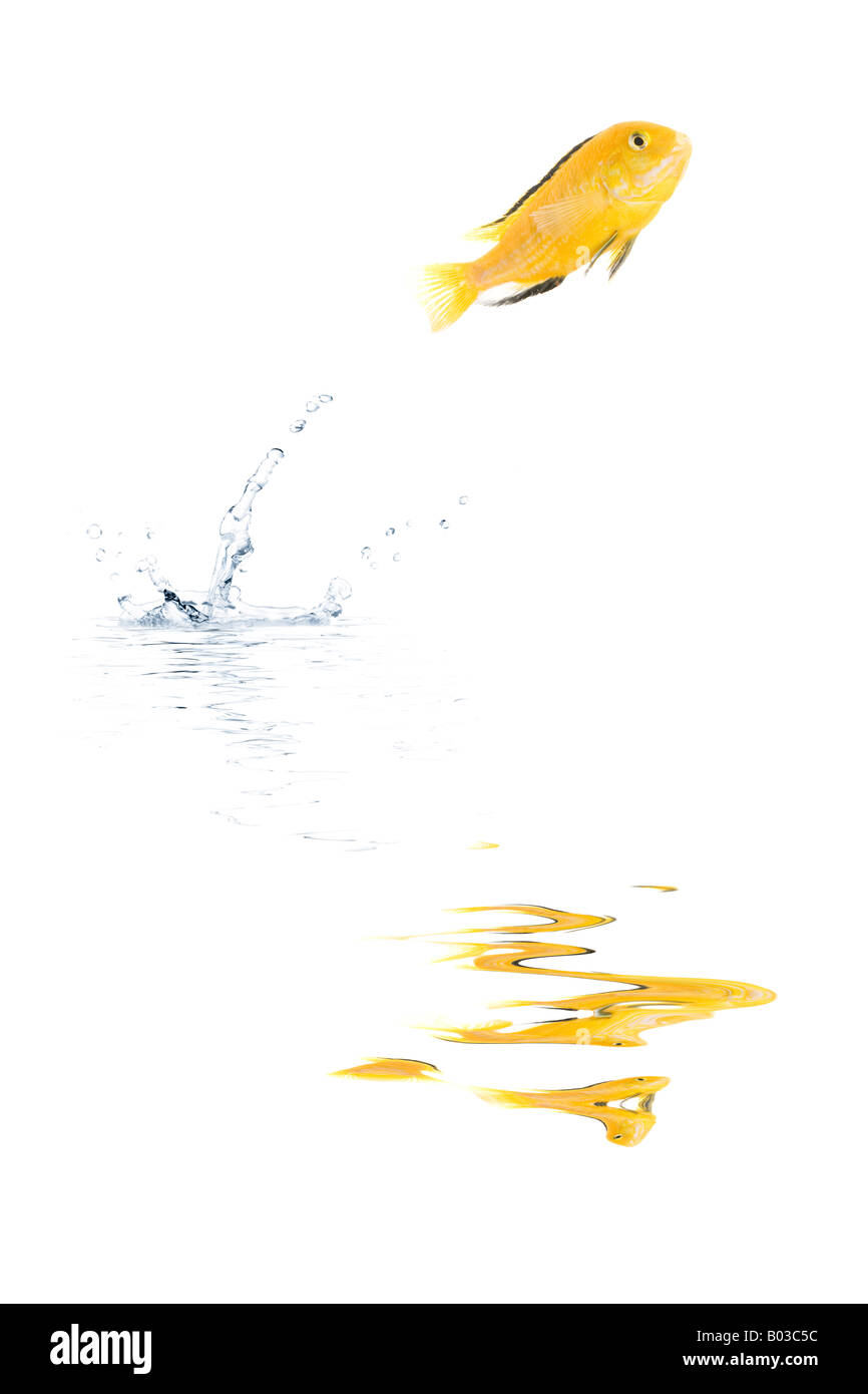 Yellow fish is jumping out of the water Full isolated studio picture ...