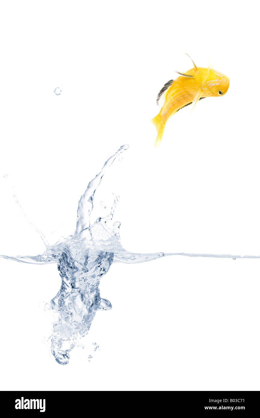 Yellow fish is jumping out of the water Stock Photo - Alamy