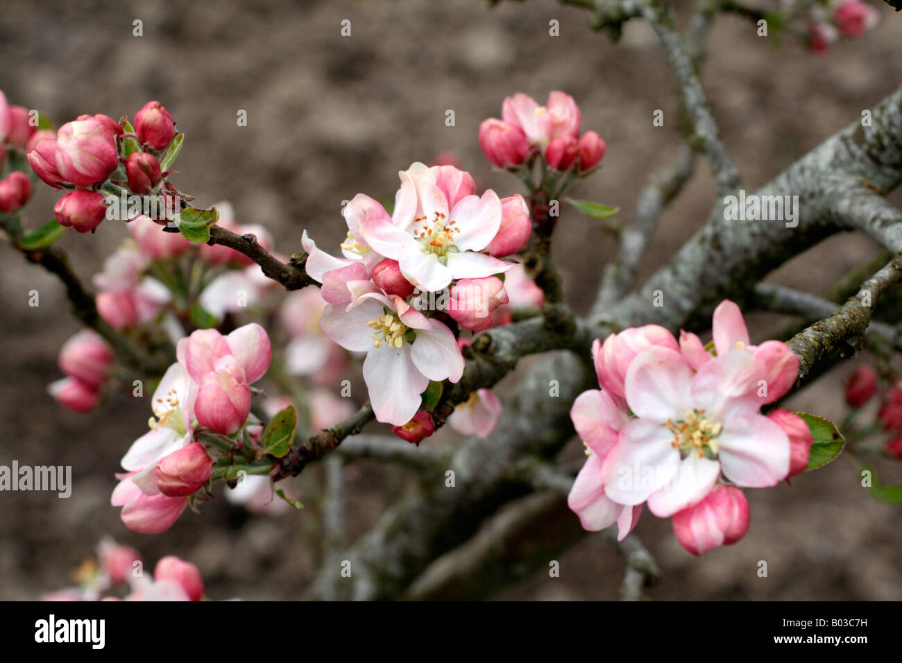 Apple blossom tree flowering hi-res stock photography and images - Alamy