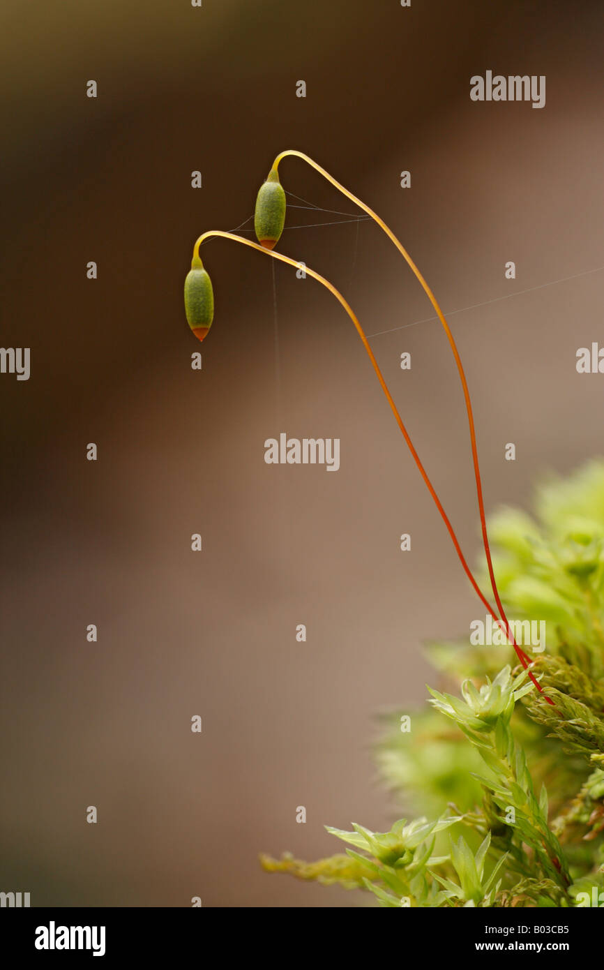 Moss Capsules Plant Stock Photo - Alamy