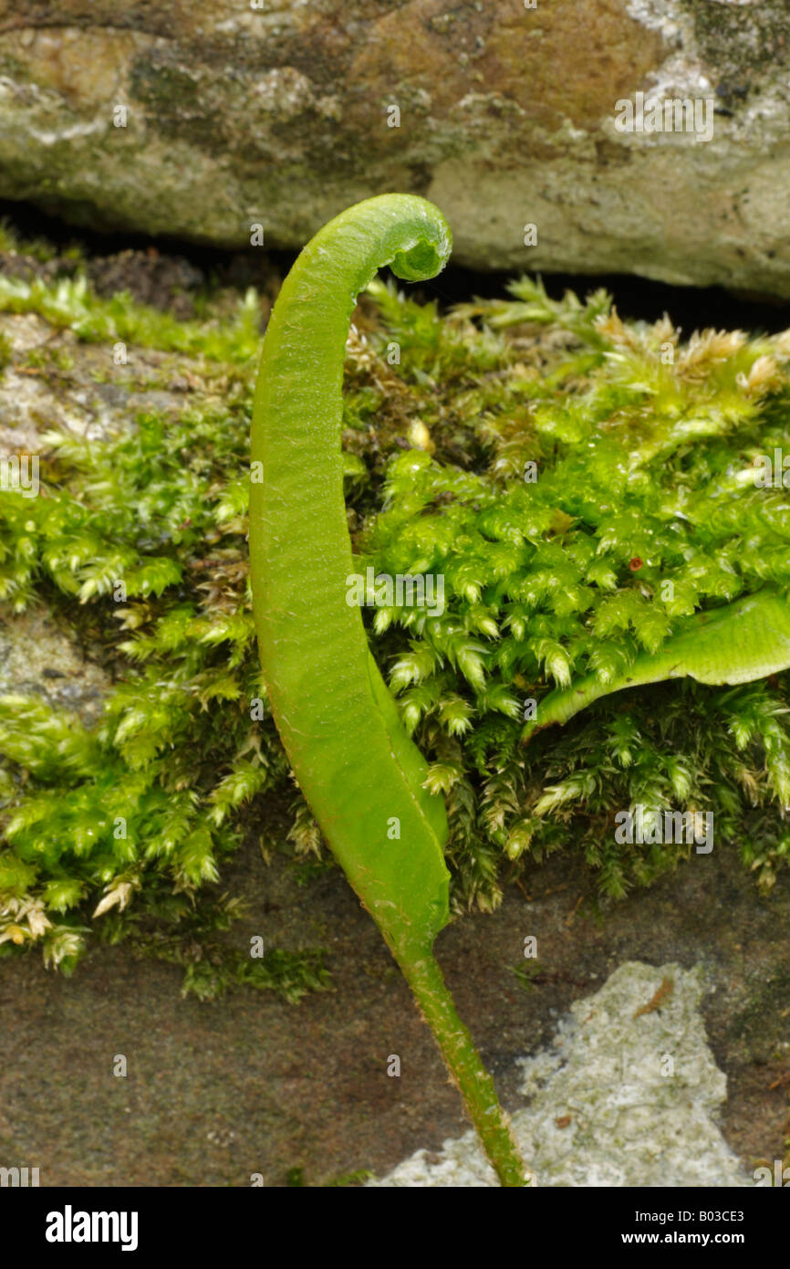 Hartstongue Fern phyllitis scolopendrium Plant Stock Photo - Alamy