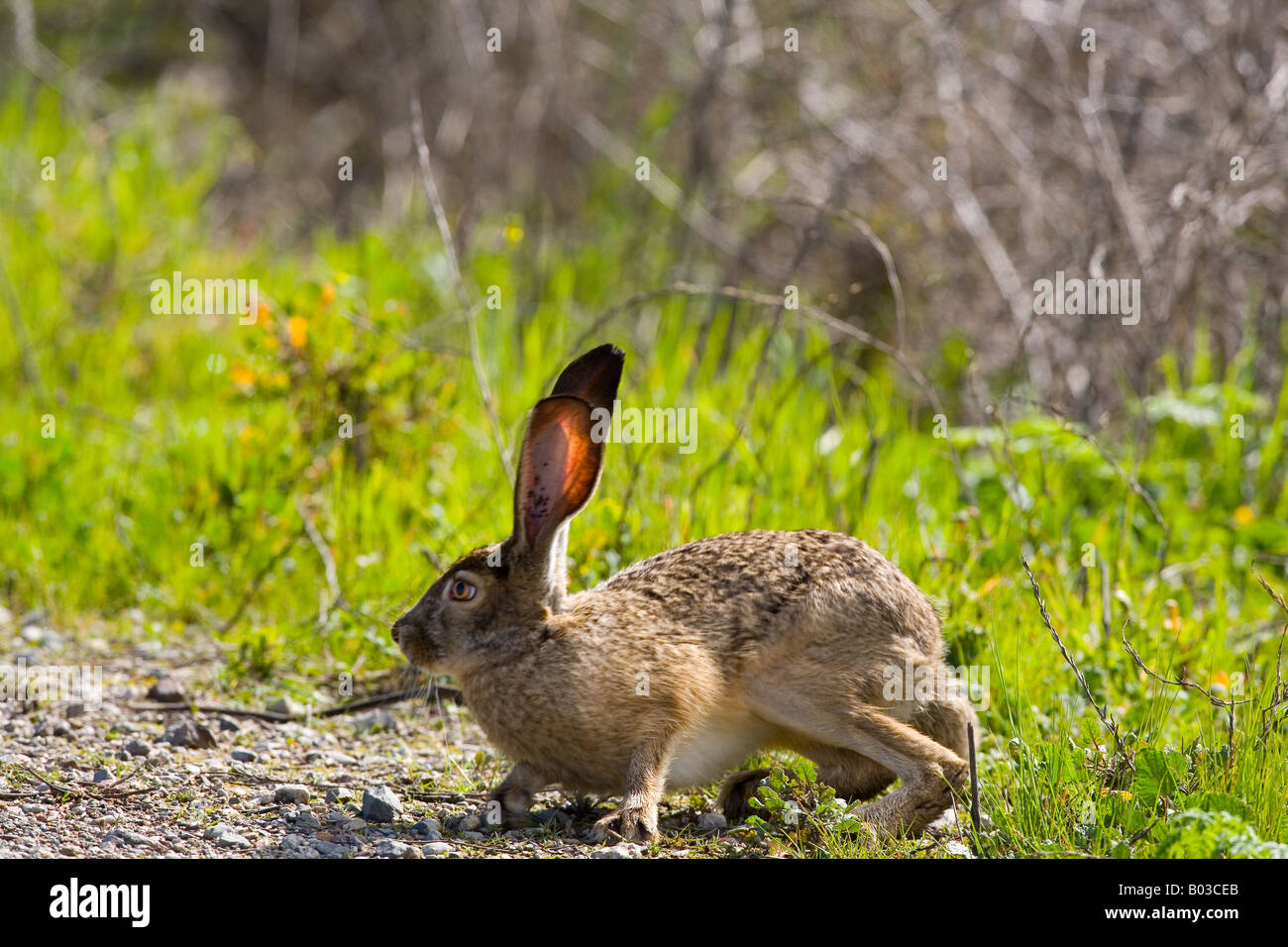 Black tail jackrabbit desert hi-res stock photography and images - Alamy