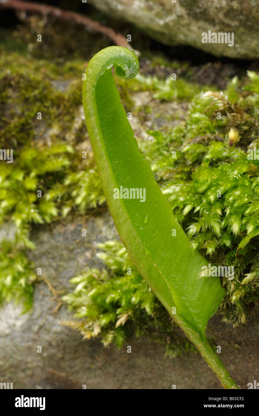 Hartstongue Fern phyllitis scolopendrium Plant Stock Photo - Alamy