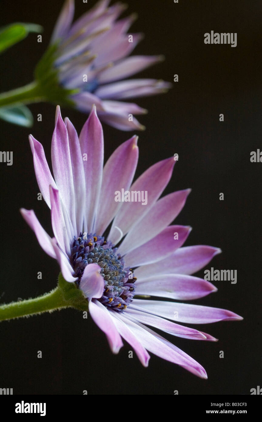 Two pink African Daisy flowerhead at dark background Stock Photo - Alamy
