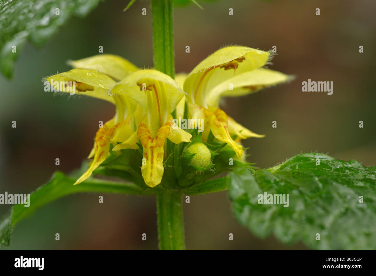 Yellow Archangel lamiastrum galeobdolon Stock Photo - Alamy