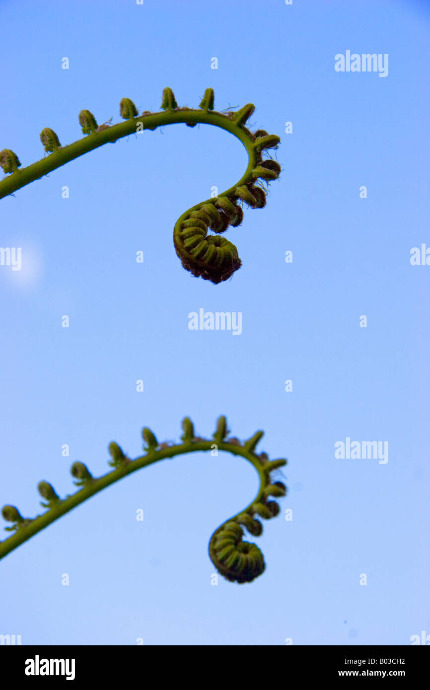 Closed curled up Fern New zealand Stock Photo - Alamy
