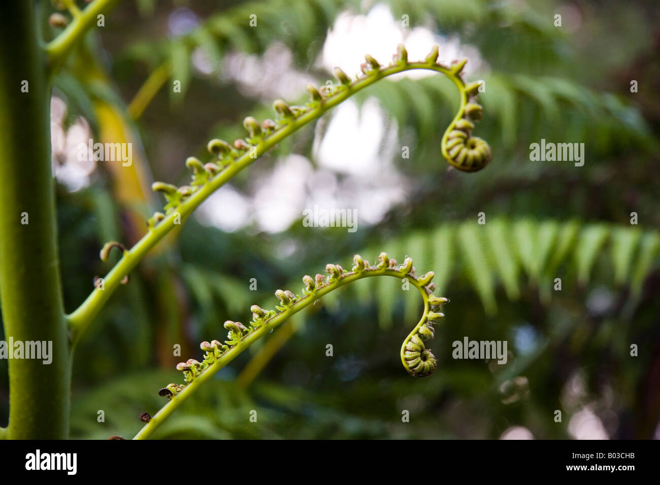 Closed curled up Fern New zealand Stock Photo - Alamy