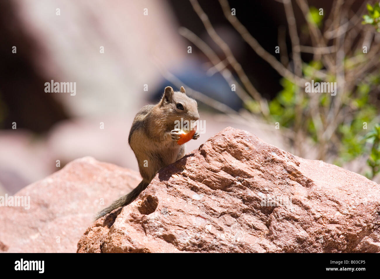 Mountain ground squirrel hi-res stock photography and images - Alamy