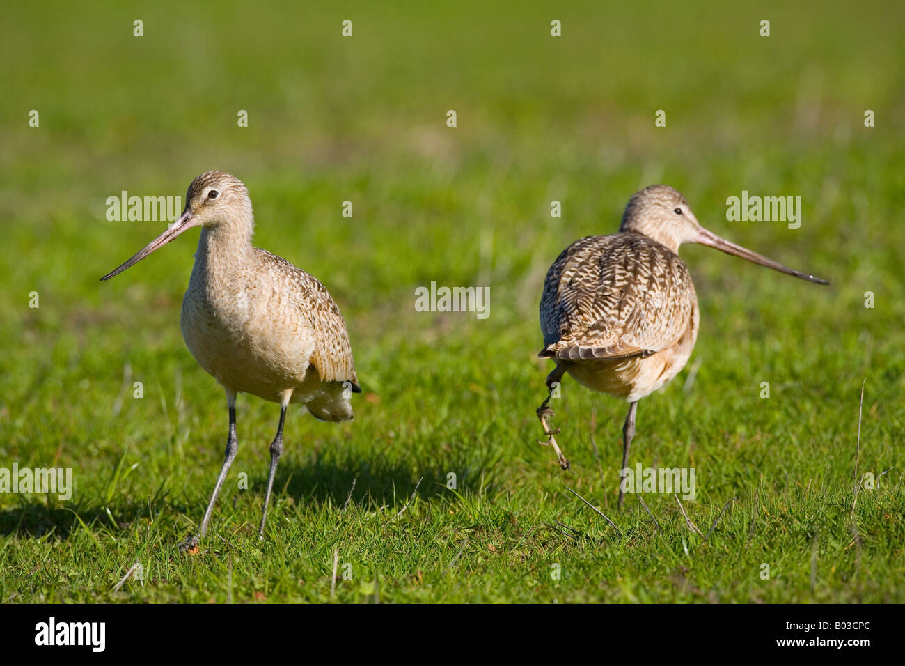 A pair of Marbled Godwit birds Stock Photo - Alamy