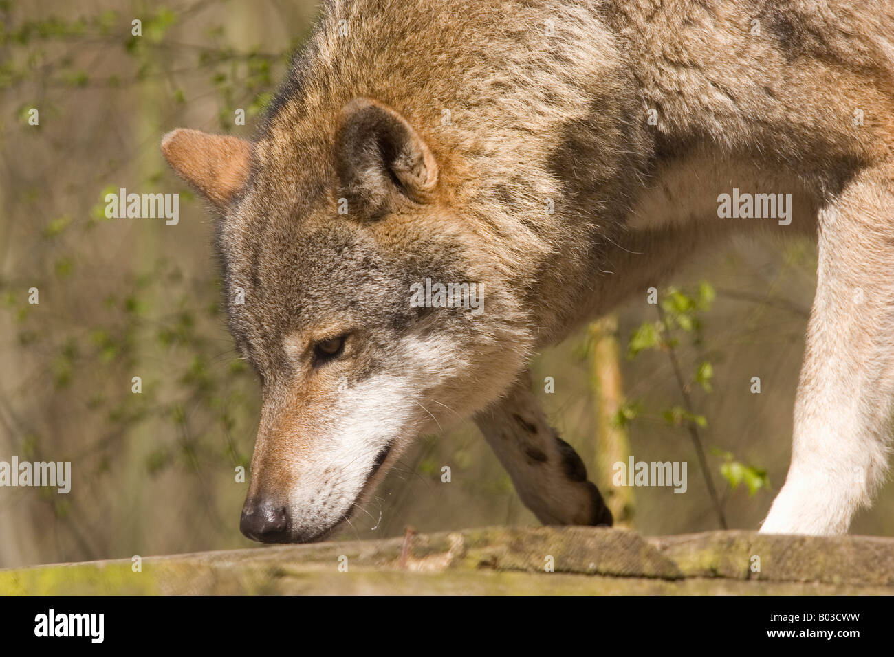 Human wolf hi-res stock photography and images - Alamy
