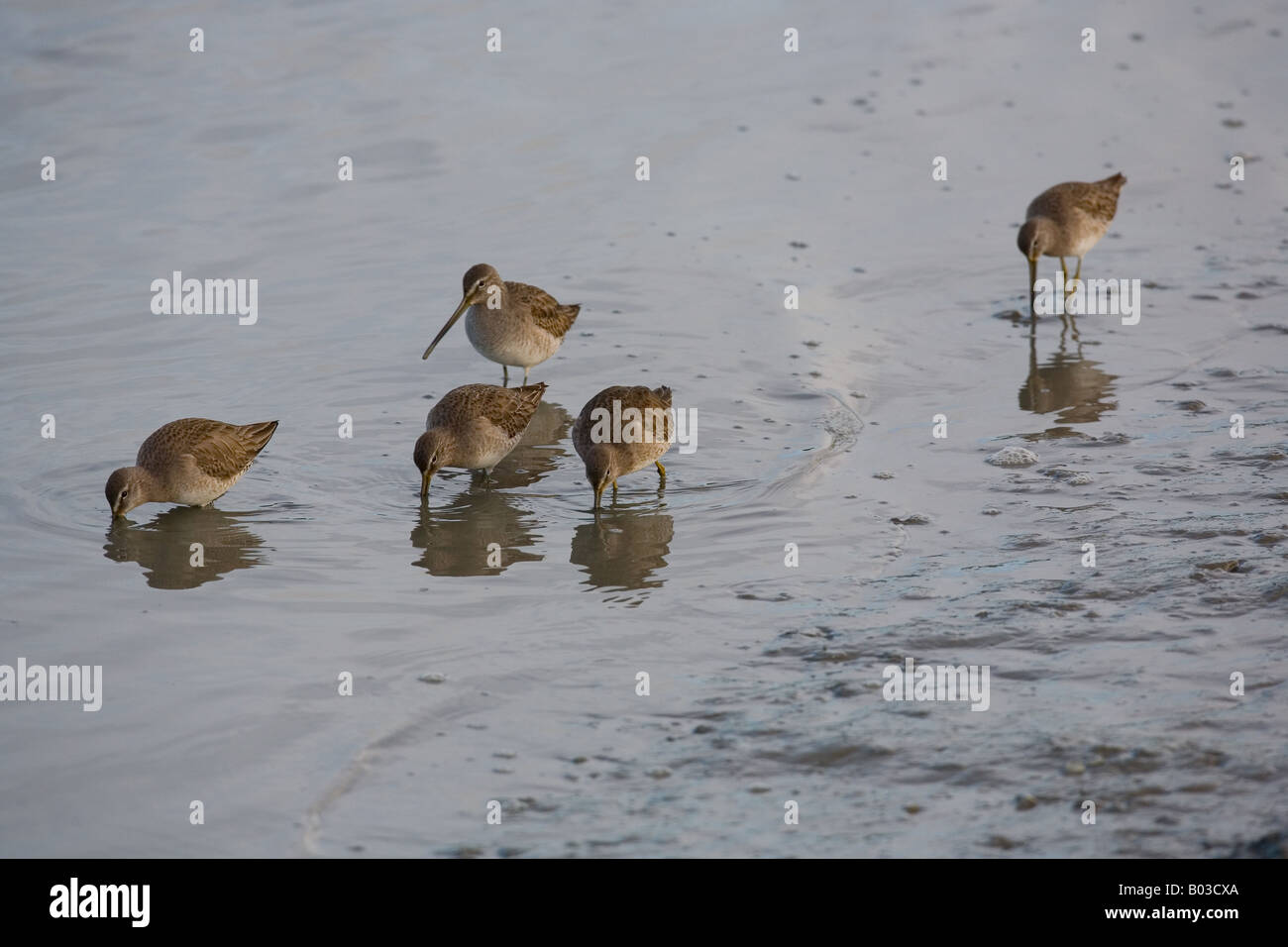 California snipe hi-res stock photography and images - Alamy