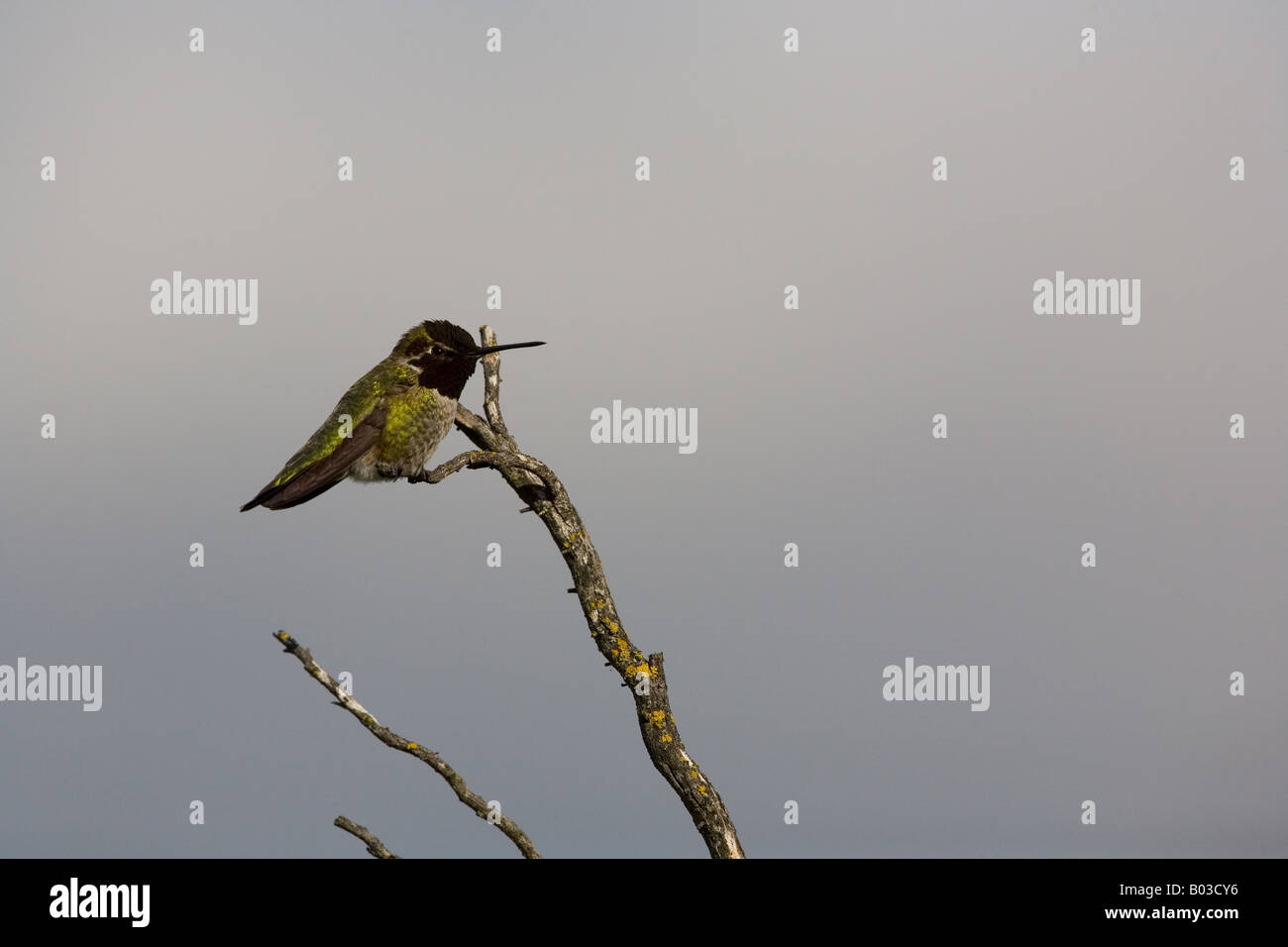 Anna's Hummingbird (Calypte anna Stock Photo - Alamy
