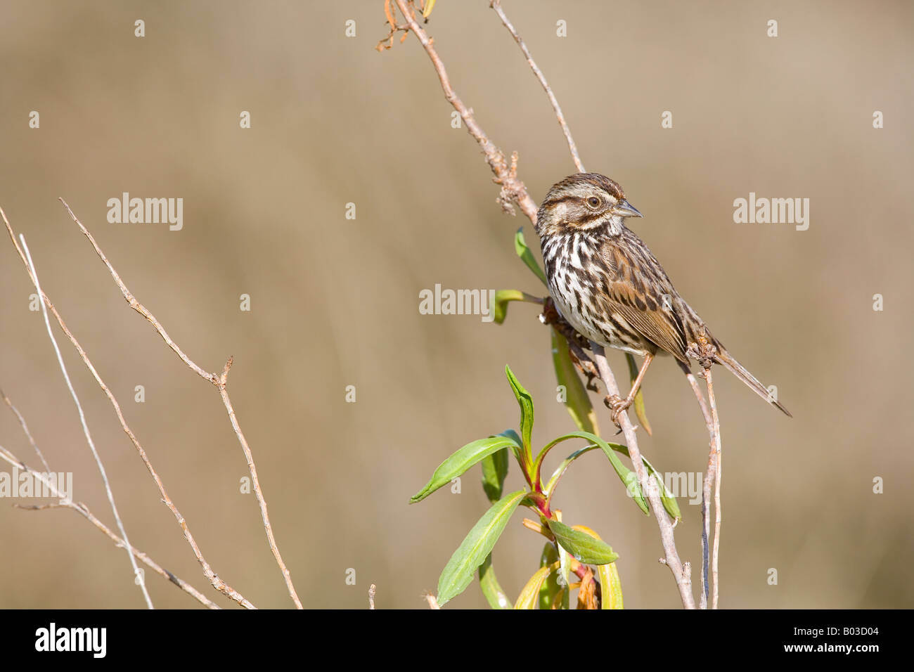 Song Sparrow (Melospiza melodia Stock Photo - Alamy