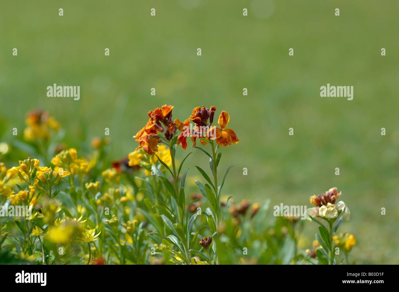 Wallflowers in April Stock Photo - Alamy