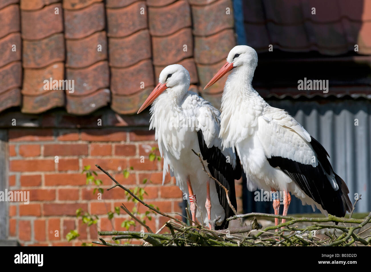Stork breeding hi-res stock photography and images - Alamy