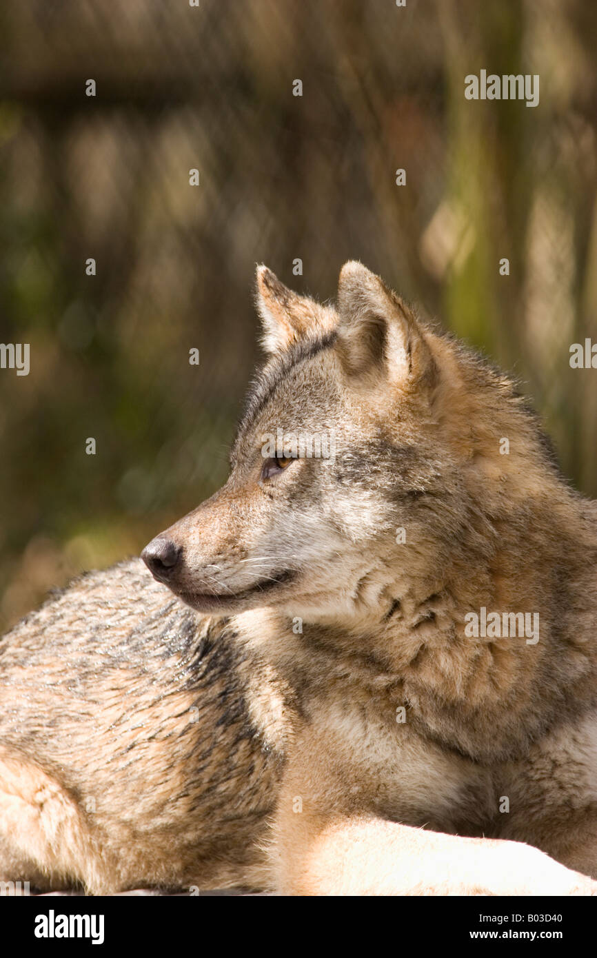 Human wolf hi-res stock photography and images - Alamy